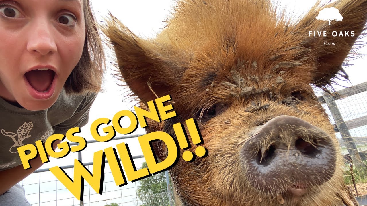 Pigs Gone WILD! They must be separated! - YouTube
