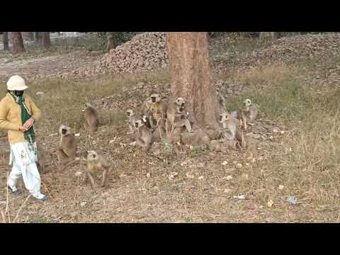 Beautiful Moment with Monkeys 🥰♥️ (Jay Shree Ram 🙏🙏)10/02025 - YouTube