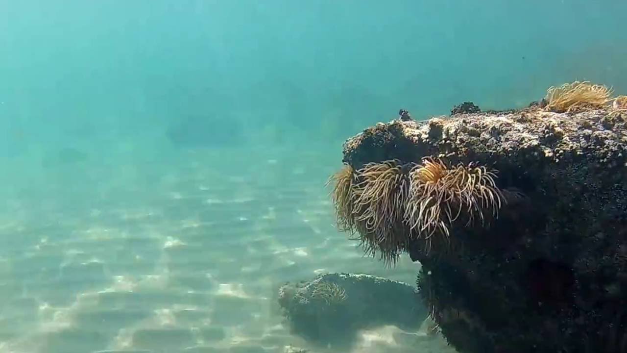 FOCENE CON ACTION CAM - YouTube