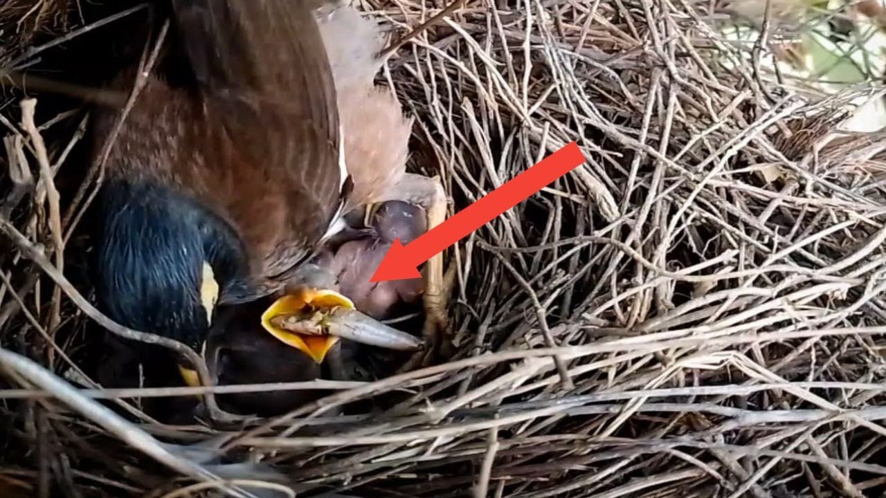 myna birds Take good care of the baby in the nest. EP22 [ Review Bird ...