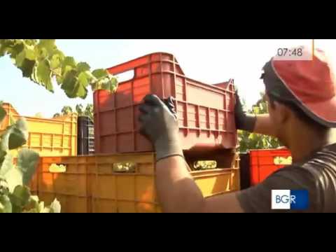 BGR ALBERTO ANGIONI - YouTube