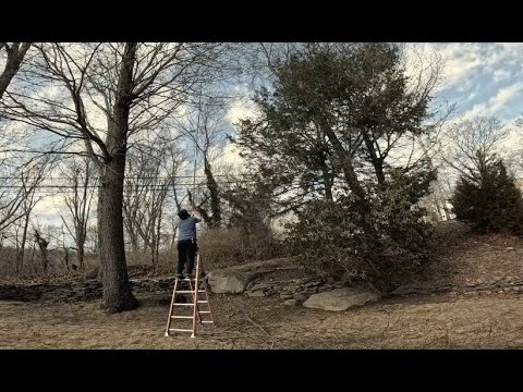 Spring Cleanup 2025; Part 1 | Prune Oak Tree, Prune Mountain Laurel, Chip Branches, Clean Up ...