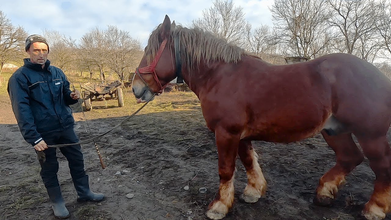 Caii lui Guia Gheorghe de la Berbesti, Maramures 2024 - YouTube