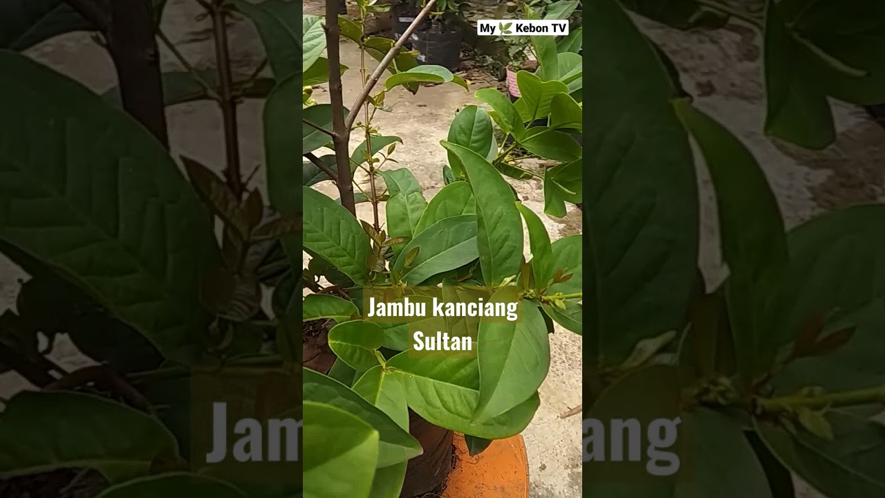 jambu Air Kancing Hybrid - YouTube