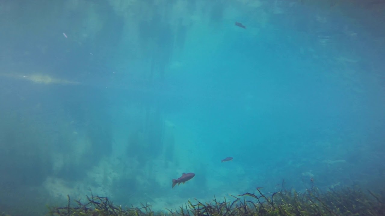 Subacvatic - YouTube