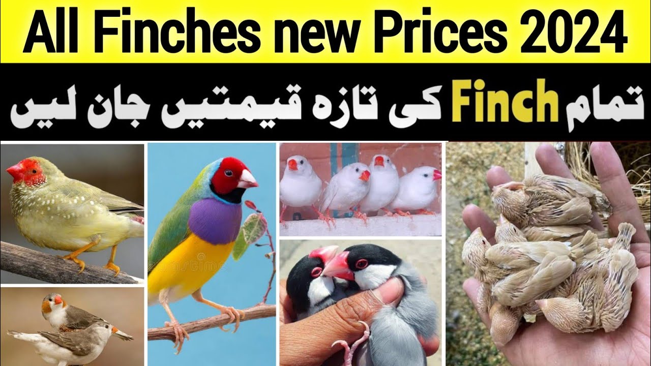 All Finches new price update 2024 | gouldian finch | penguin | owl ...