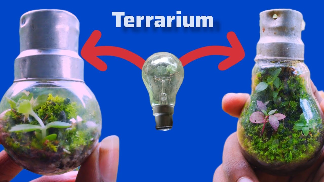How to make Terrarium for free||build a Terrarium at Home - YouTube