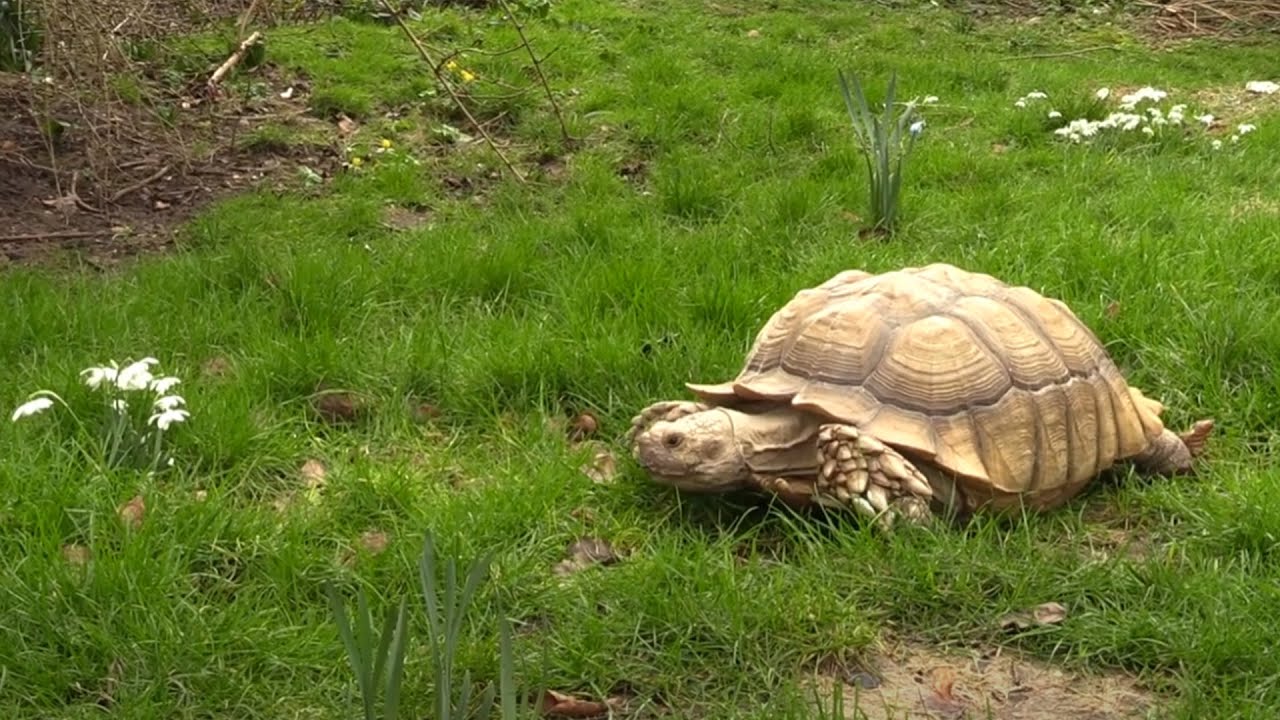The hen-herding tortoise from Dereham - YouTube