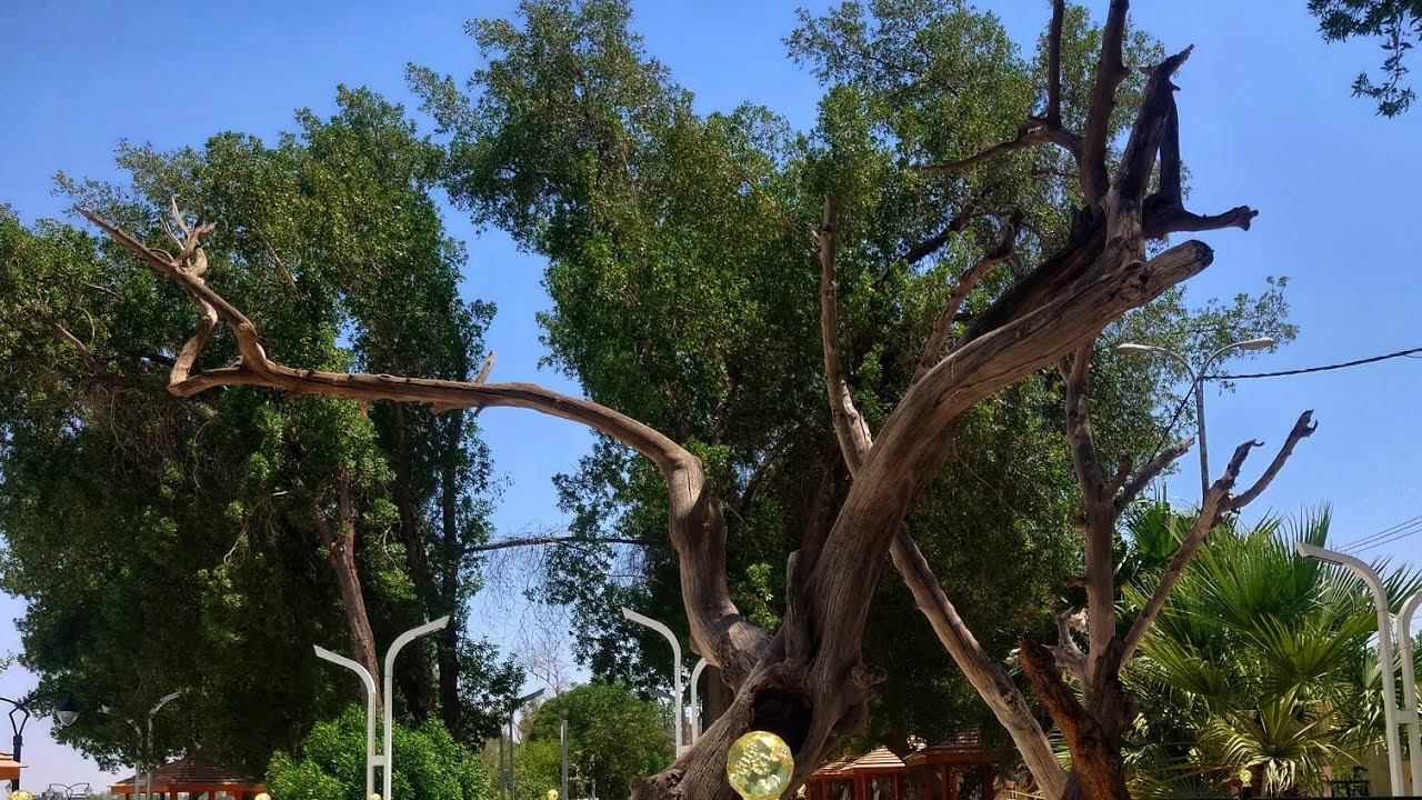 The Tree of Knowledge (Adam's Tree) #Iraq #🌳 - YouTube