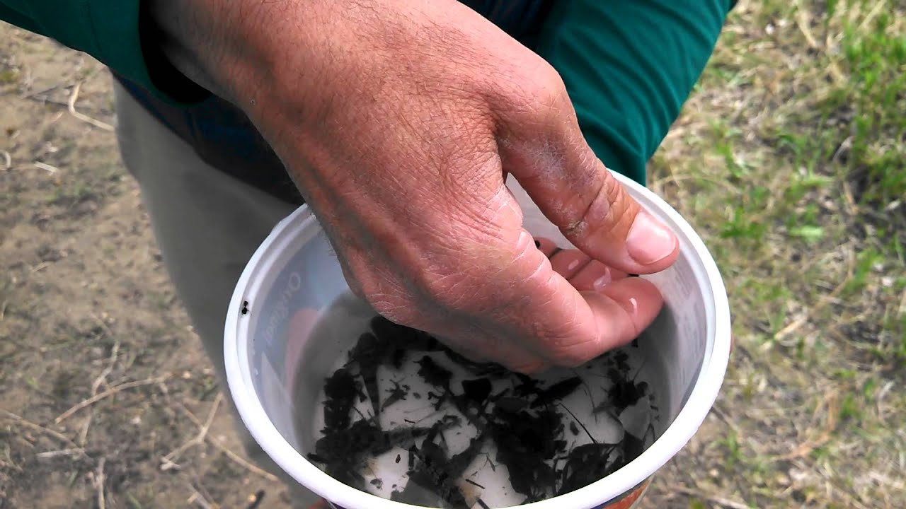 What Insects Do River Trout Eat? - YouTube