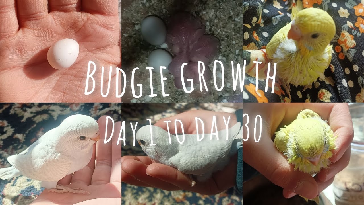 Watch my budgie grow from an egg to an adult - YouTube