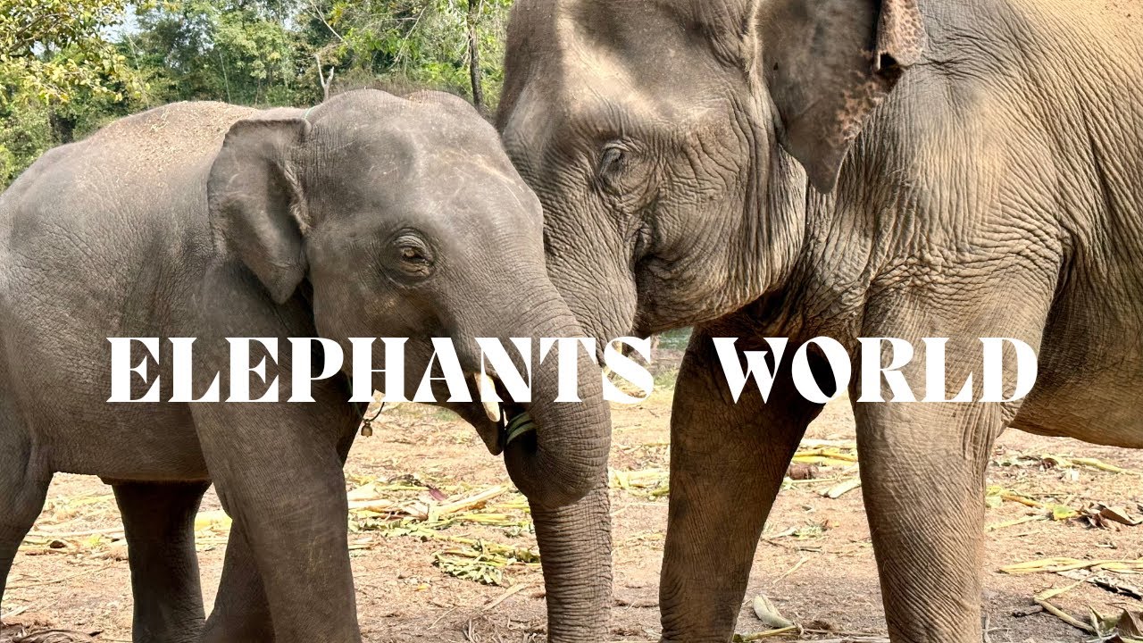 Elephant sanctuary | Bangkok | Elephants World - YouTube