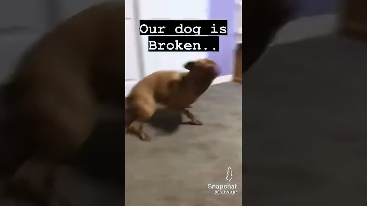 this dog is very broken - YouTube