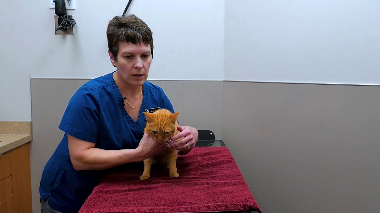 How to Make A Kitty Burrito - YouTube