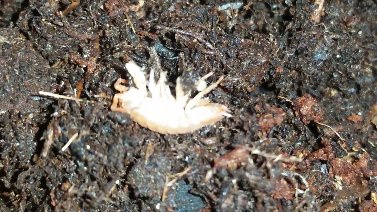 Isopods being born - YouTube