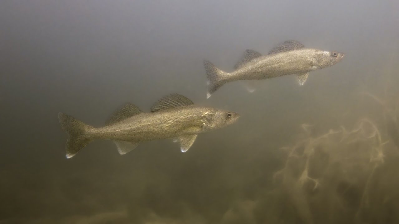 Cass Lake Michigan Scuba Diving. Bass and Pike and Walleye oh my! Lots ...