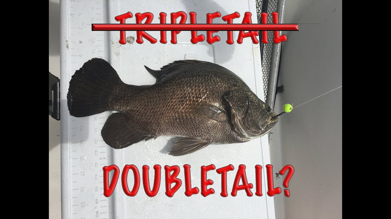 Funky fishing - stone crab and deformed triple tail landed on nekid ...