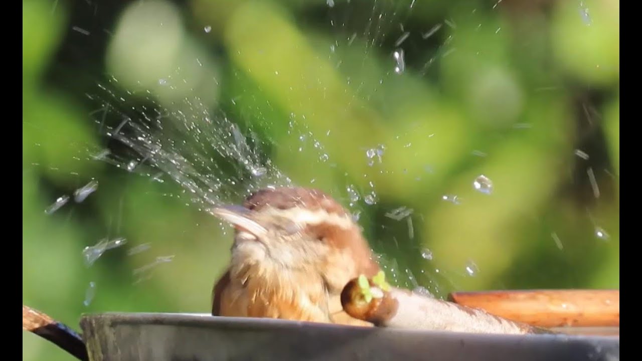 Bathing Wren - regular speed then slo mo. - YouTube