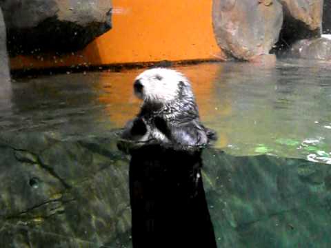 Dancing Sea Otter - YouTube