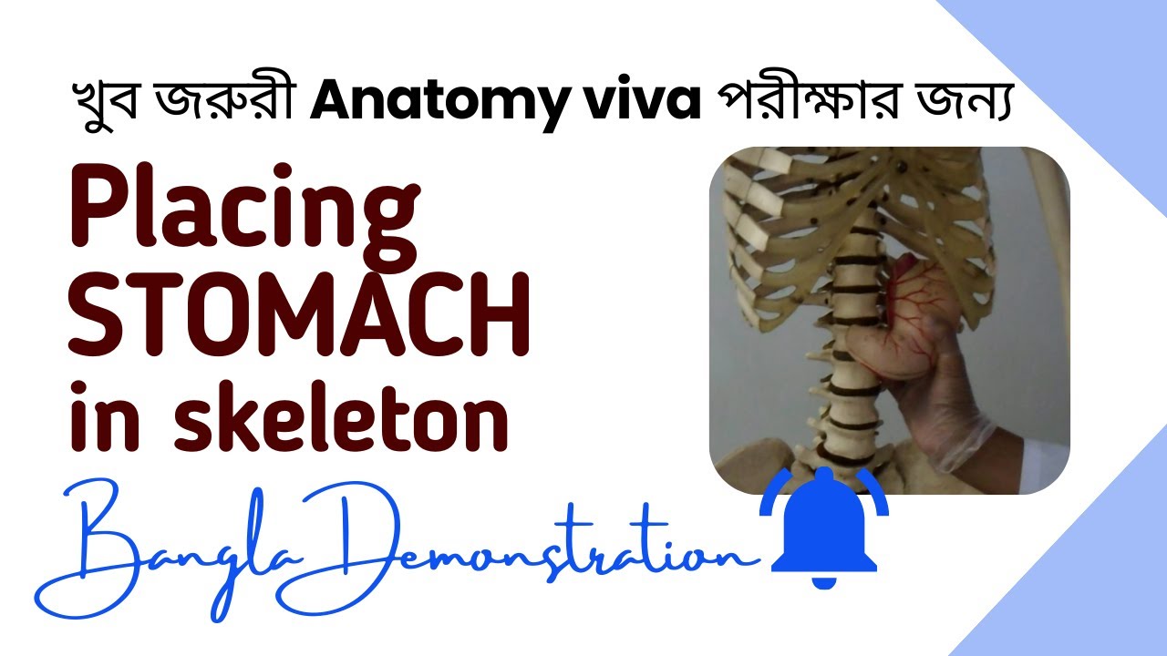 How to place STOMACH in anatomical position using human skeleton - খুব ...