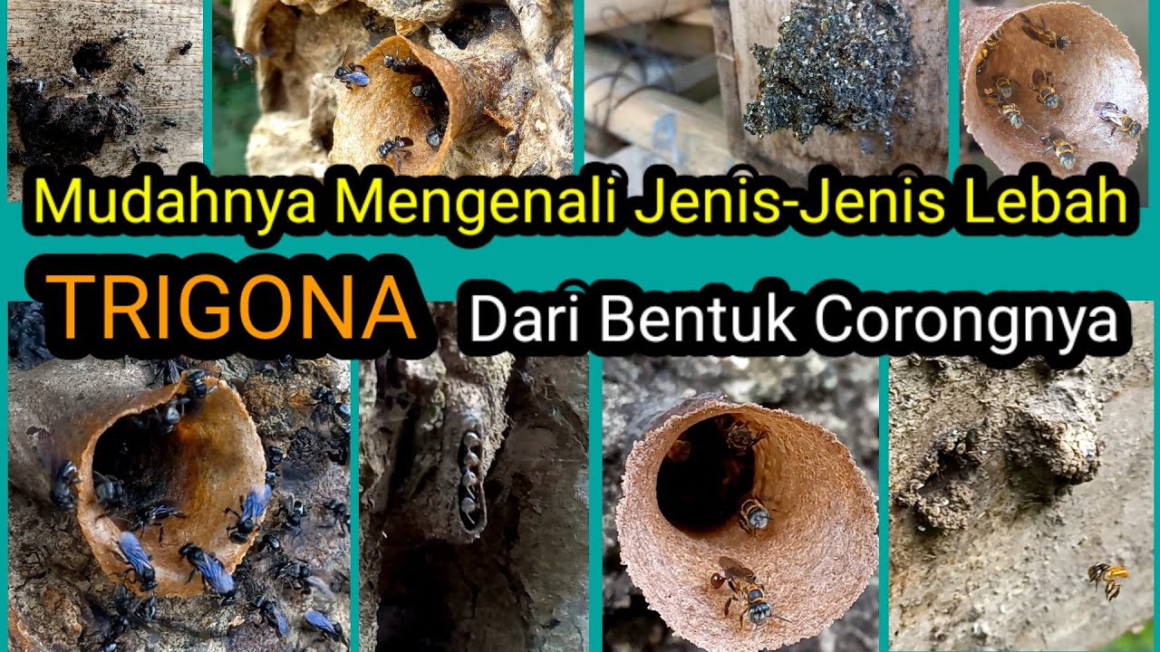 mengenali jenis lebah trigona dari bentuk corongnya . #lebah #trigona # ...