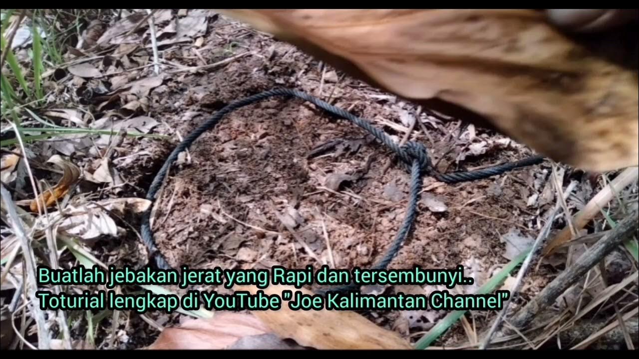 Begini Cara Memulai Pemasangan Jerat babi hutan - YouTube