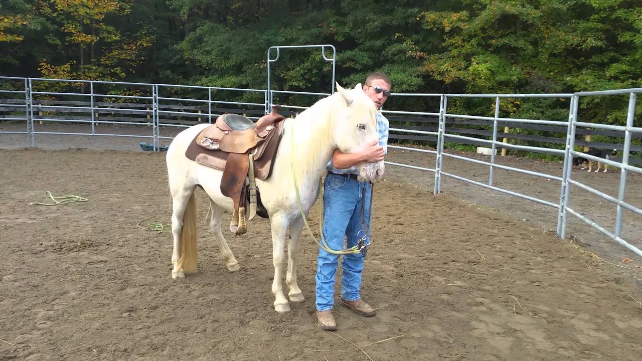 Training tip- How to bridle - YouTube