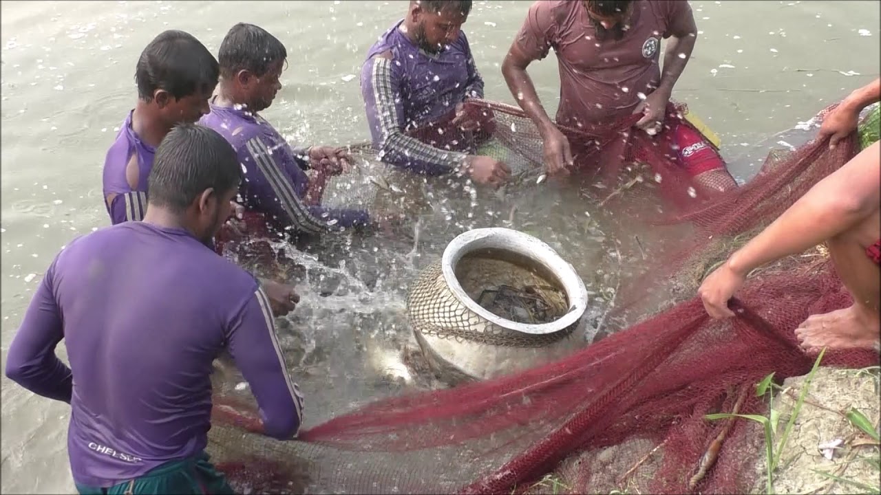 Fish Hunt | Prawn fishing hunting cast net part 24 | Net Fish hunting ...