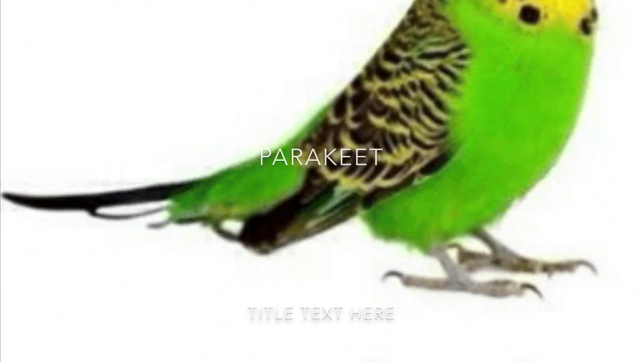 PARAKEET PARAYEET - YouTube