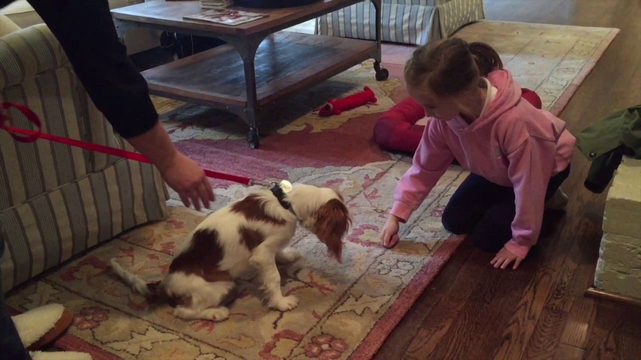 Puppy training with children - YouTube