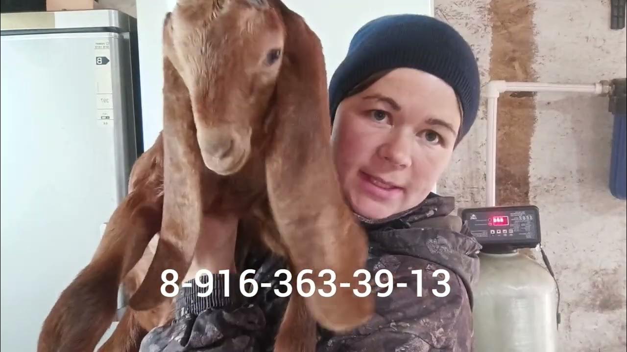 Козлики на племя)))) Желательно писать в Ватсап, Вайбер , Телеграмм 8-916-363-39-13 - YouTube