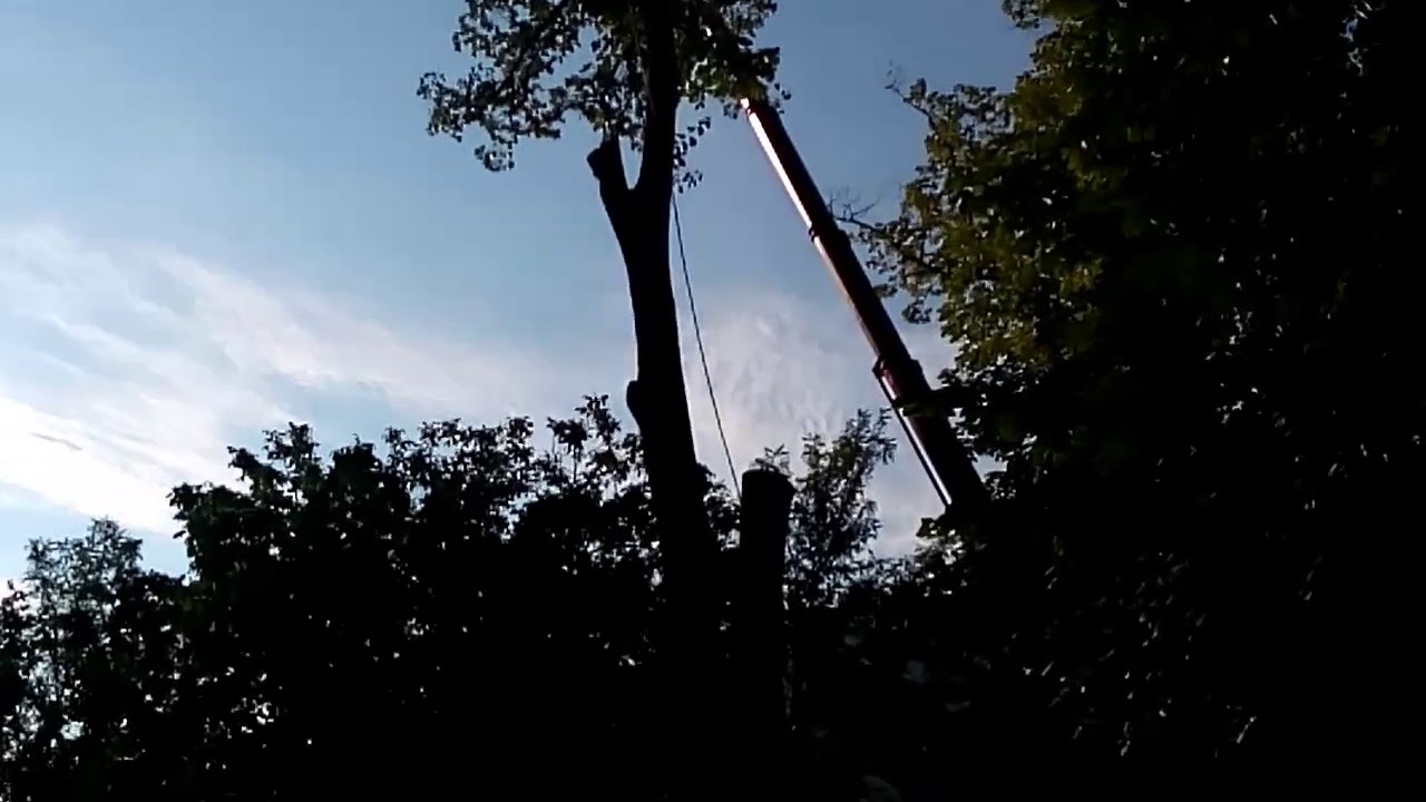 High tree cutting - YouTube
