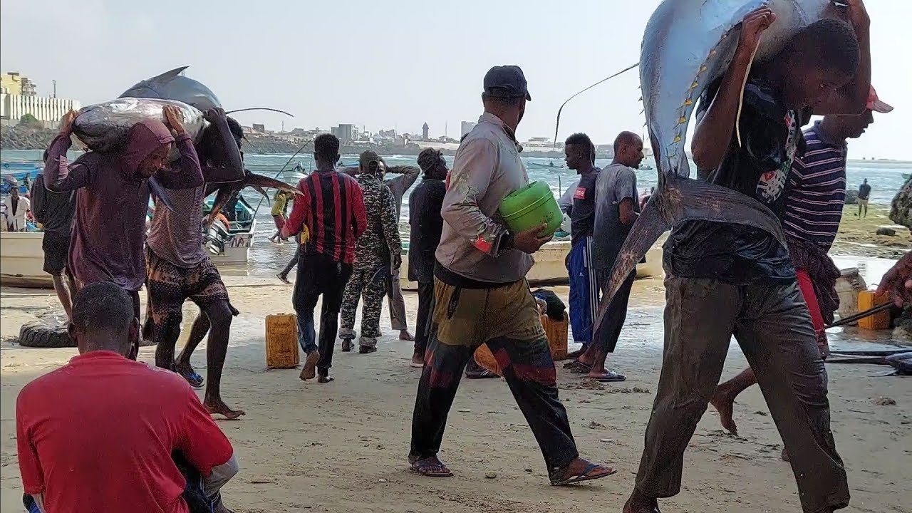 TUNA FISH FOR LONGLINE FISHING - YouTube