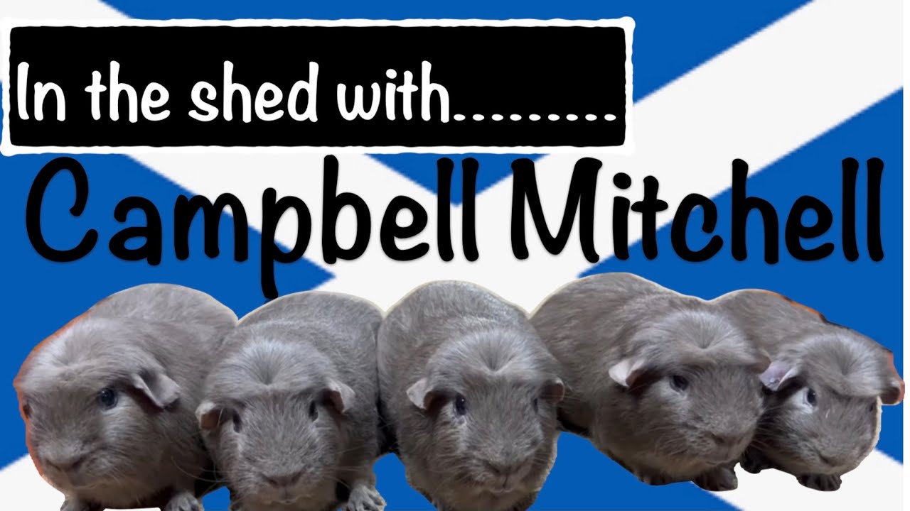 In the shed with Campbell Mitchell of Kirklee Cavies - breeder of Self ...