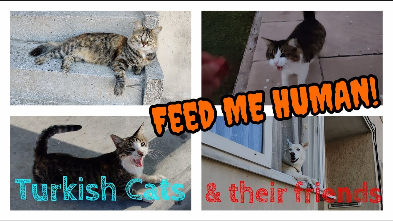 Turkish Street Cats 🇹🇷 in Izmir (YES, THEY CAN SPEAK) - YouTube