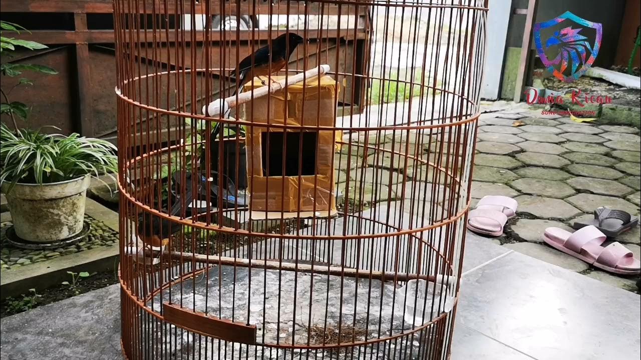 Cara Mudah Ternak Murai Di Sangkar Bulat tanpa kandang besar aviari - YouTube