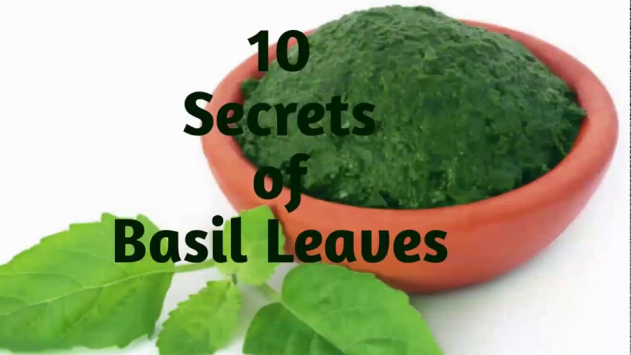 10 Secrets Of Basil Leaves/ Basil Leaves के फायदे - YouTube