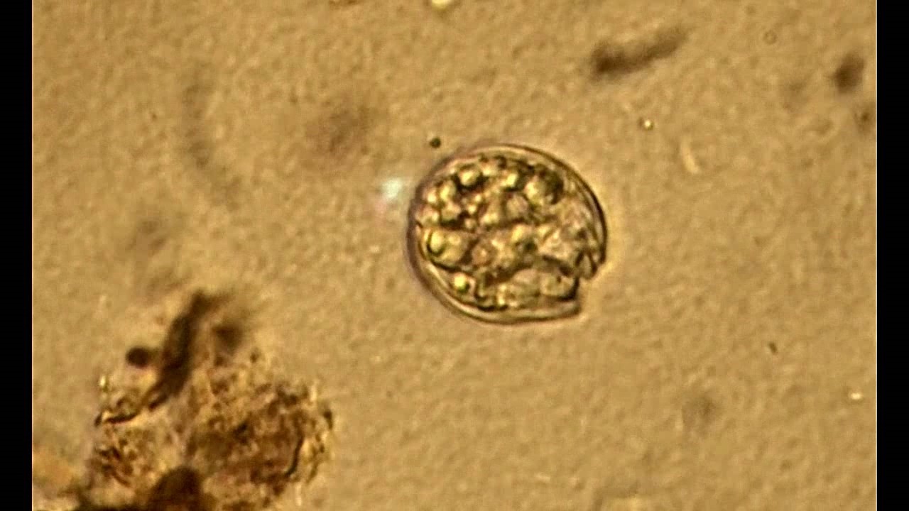 Entosiphon sulcatus - YouTube