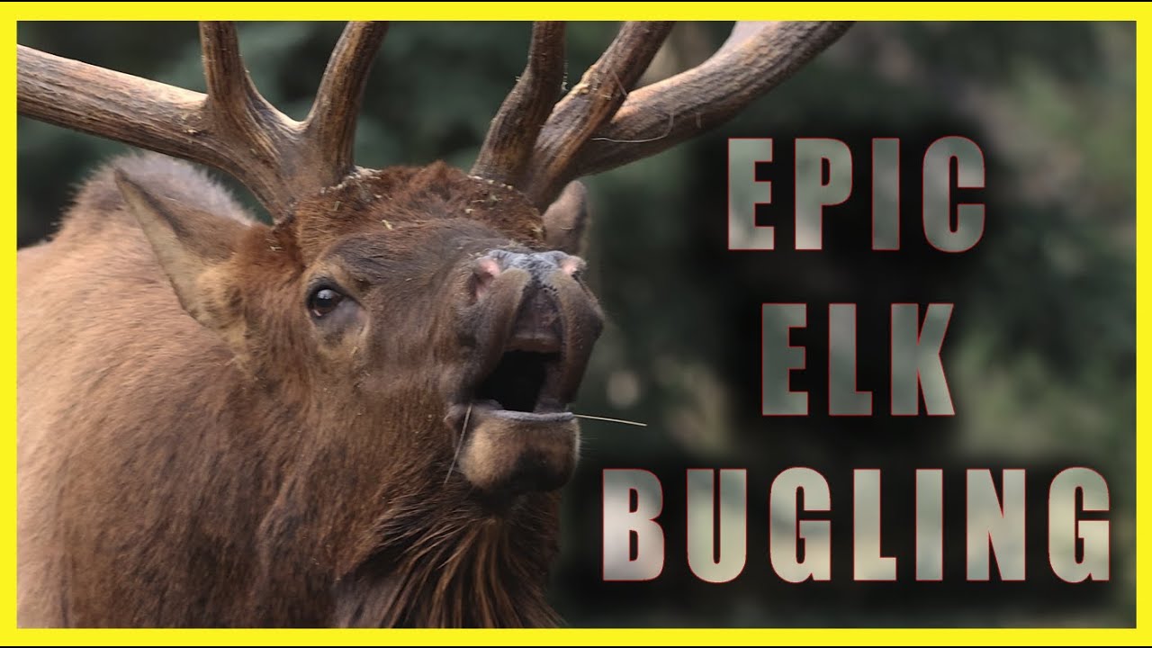 Epic Elk Bugling During the Rut in the Canadian Rockies - YouTube