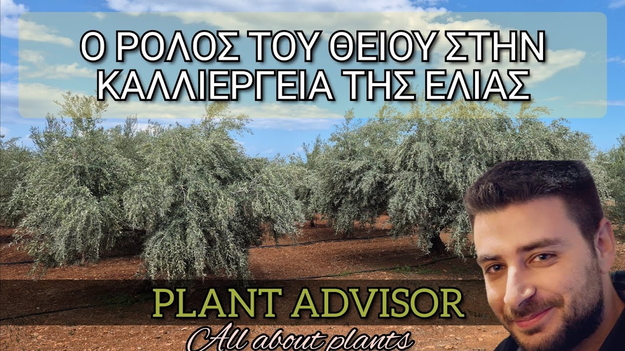 Ο Ρόλος του Θείου στην Καλλιέργεια της Ελιάς ‼️Αντιμετώπιση ΣΤΡΕΣ ...