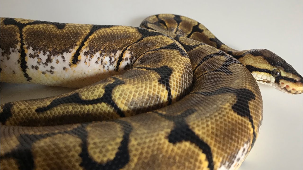 Python Regius de 1 ans - YouTube