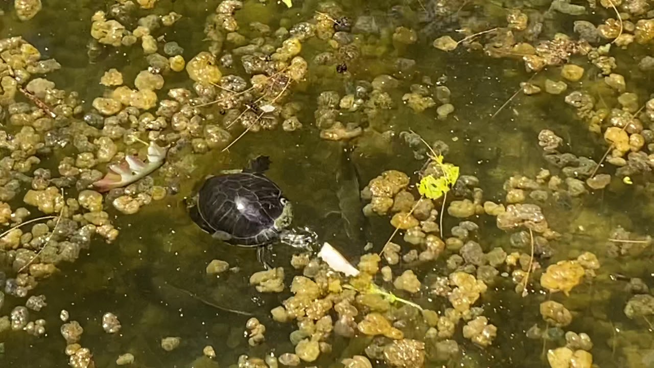 Alligators and Turtles Eating Bread - YouTube