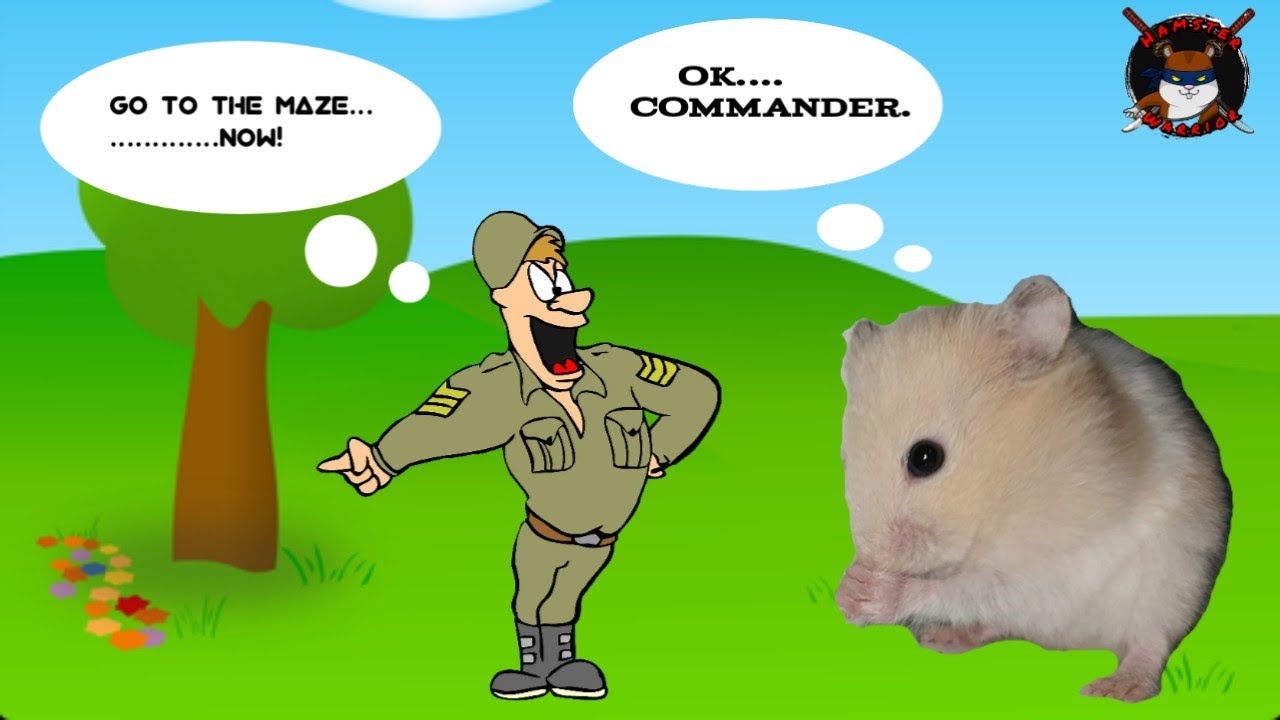 Hamster Goldof In Army Camp Maze || Hamstee Warrior || - YouTube