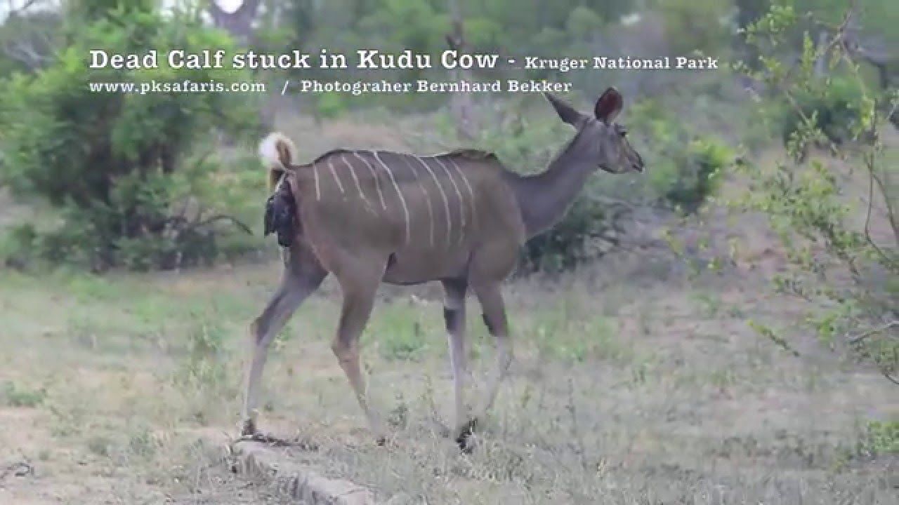 Dead calf "baby" stuck in Kudu Cow "mother" - YouTube
