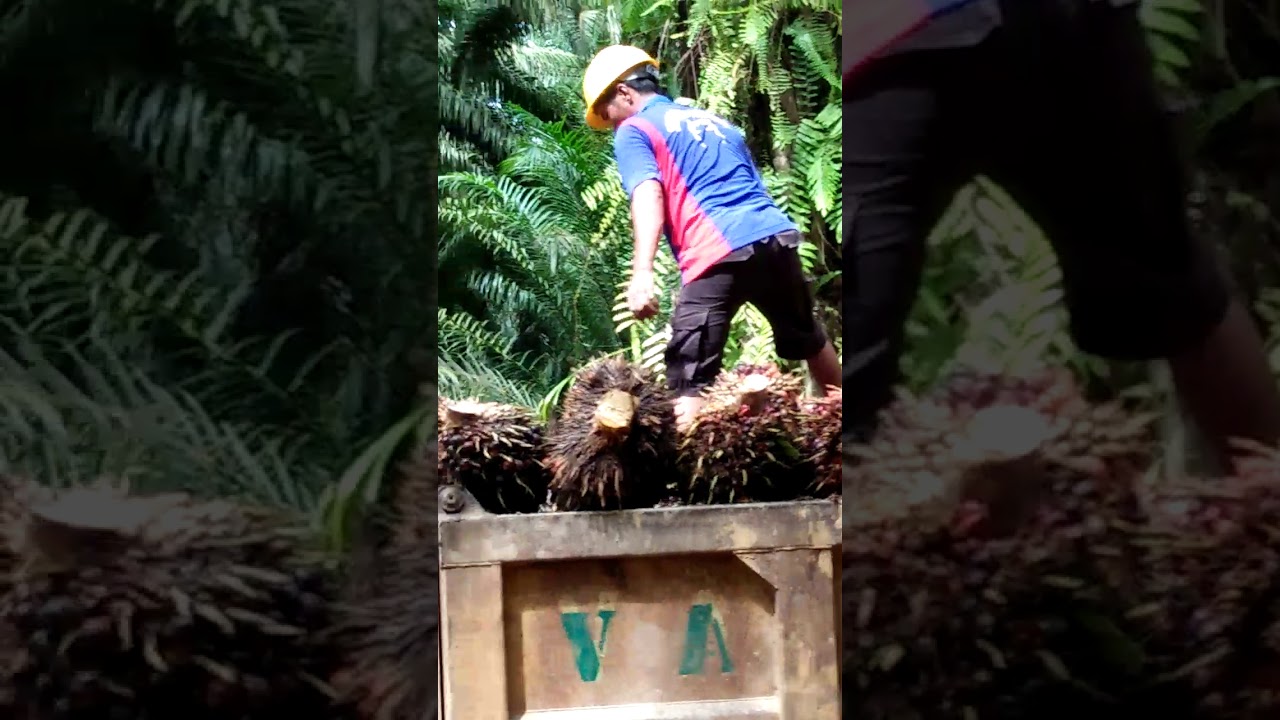 Loading sawit pake excavator - YouTube