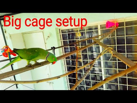 Finally big cage setup for parrot. How to setup parrots cage. - YouTube