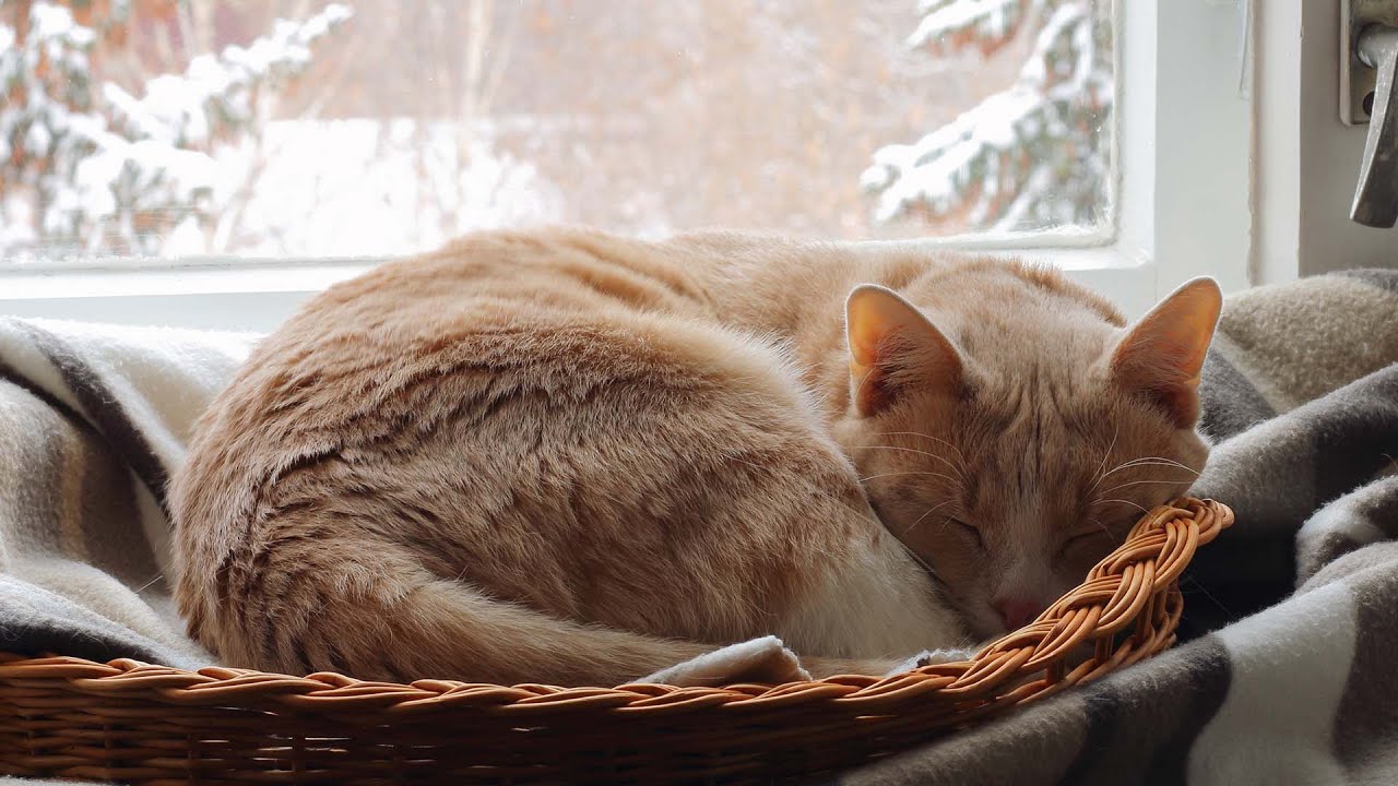 눈내리는 마을 마음을 위로하는 수면음악 😽☃️ 고양이 진정을 위한 하프 소리 고양이가 좋아하는 음악 고양이 음악 Youtube