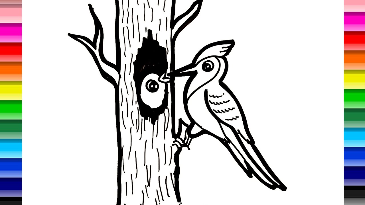 Woodpecker Drawing, Coloring and Painting for kids Toddlers How to draw ...