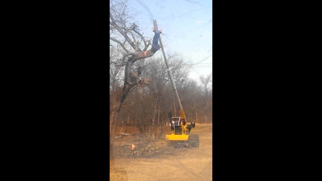 Tree trimming gone bad.. - YouTube