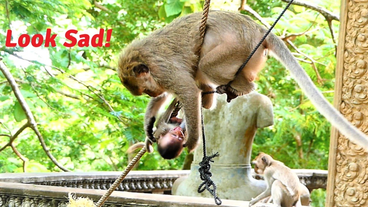 Million Sad...! Cute Girl Monkey Mila Crying With Swing Herself Several ...